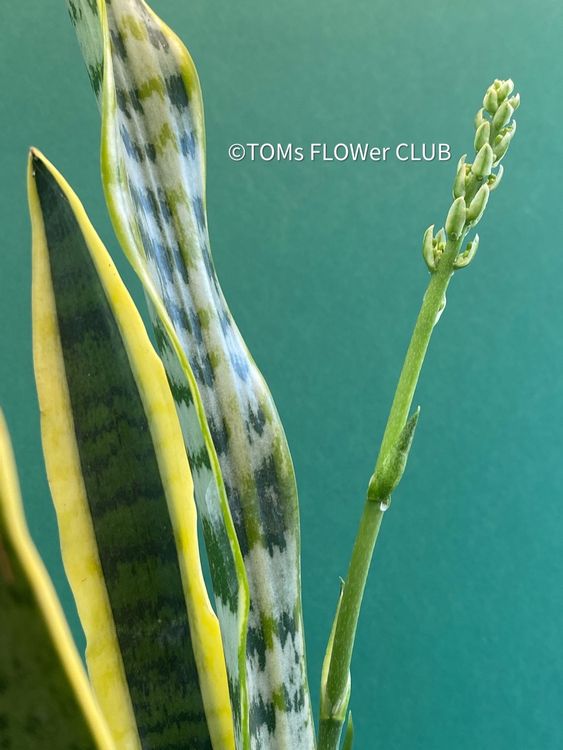 Sansevieria Trifasciata Laurentii - 100% Bio-Pflanze (Neu (gemäss Beschreibung)) in Adliswil für ...