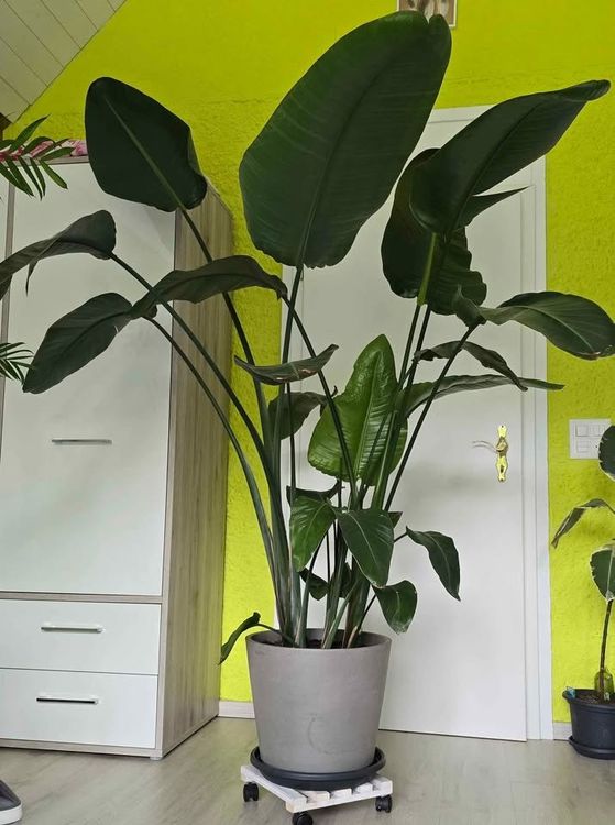 Grosse Strelitzie Nicolai (Gebraucht) in Aarburg für CHF 319 – nur Abholung auf Ricardo kaufen