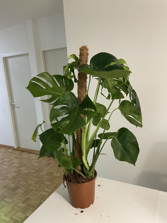 Monstera deliciosa Pflanze c.a 80 cm mit Moosstab Nr.1 | Kaufen auf Ricardo