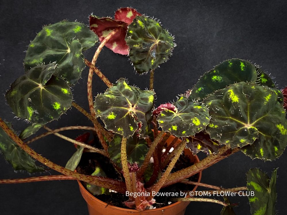 Begonia Bowerae (Neu (gemäss Beschreibung)) in Adliswil für CHF 32 ...