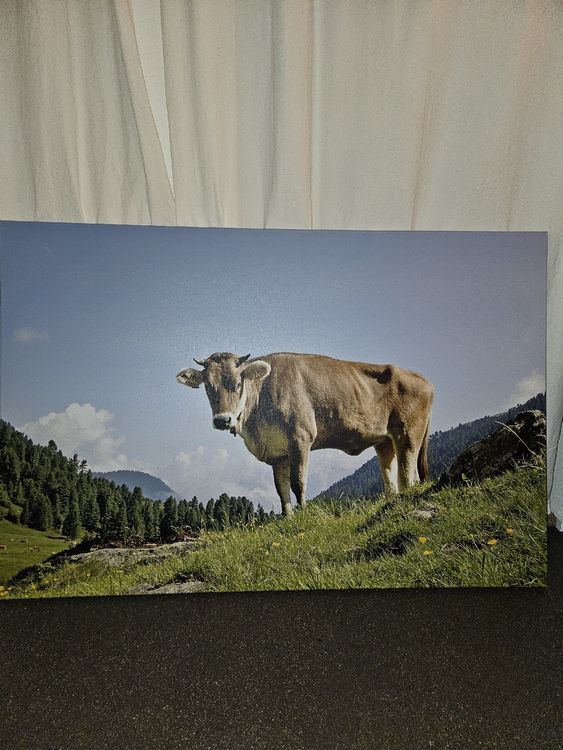Kuh auf Leinwand, Wandbild, Deko 🐄 150/100 (Gebraucht) in Anwil für CHF ...