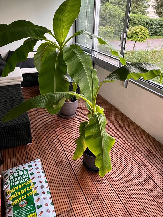 Bananenbaum | Kaufen auf Ricardo