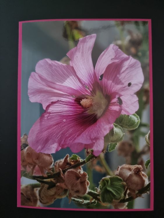 1 Karte / Motiv: Malve (handgemacht / Unikat) (Neu und originalverpackt) in Zumikon für CHF 2 ...