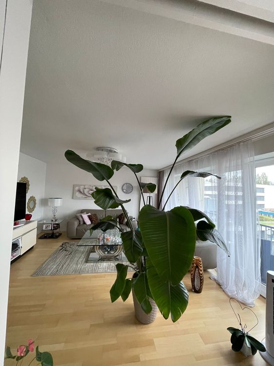 Grosse Zimmerpflanze / Paradiesvogelblume / Strelitzie (Gebraucht) in Kreuzlingen für CHF 100 ...