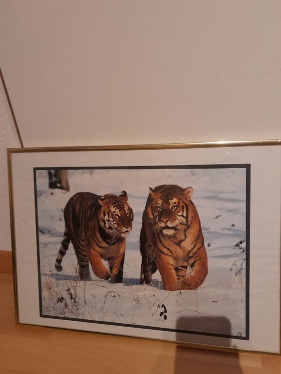 Tiger Bild (Gebraucht) in Auw für CHF 8 – nur Abholung auf Ricardo kaufen
