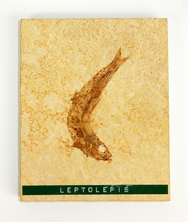Fischfossil / Leptolepis sprattiformis / 130 Millionenjahre (Gebraucht ...
