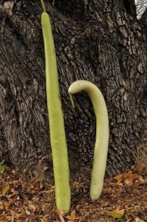 ZUCCHINI SNAKE! SEHR LANGE 10x | Kaufen auf Ricardo