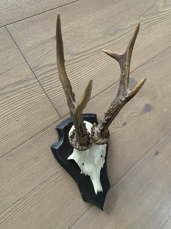 Schöner Rehbock (Gebraucht) in Trimmis für CHF 44 – mit Lieferung auf Ricardo kaufen