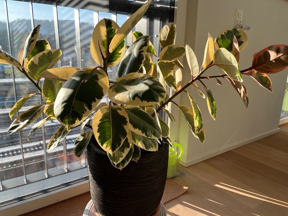 Gummibaum - Ficus Elastica Tineka - dreifarbig (Gebraucht) in Rotkreuz ...