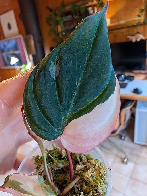 Philodendron Micans Pink Albo Variegata | Kaufen auf Ricardo