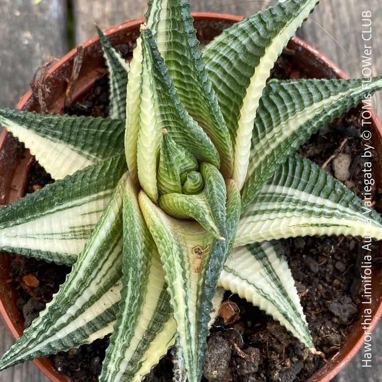 Haworthia Limifolia Aurea Variegata - Rarität für Sammler (Neu (gemäss Beschreibung)) in ...