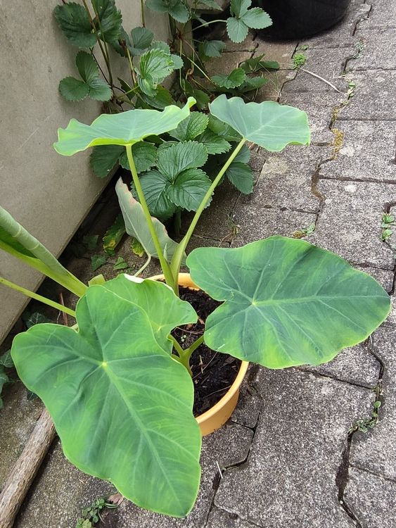 Taro/ Riesenblätter Pflanze Zimmerpflanze Topfp... (Gebraucht) in ...