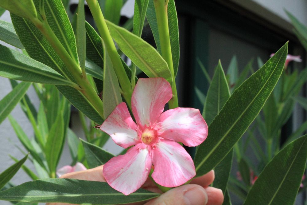 Grosser Oleander "Simie" mit aparter Blüte in blauem Topf | Kaufen auf ...