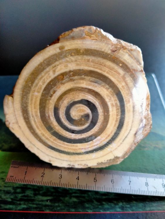 Actaeonella versteinerte Schnecke Mineralien Fossilien Deko (Gebraucht ...
