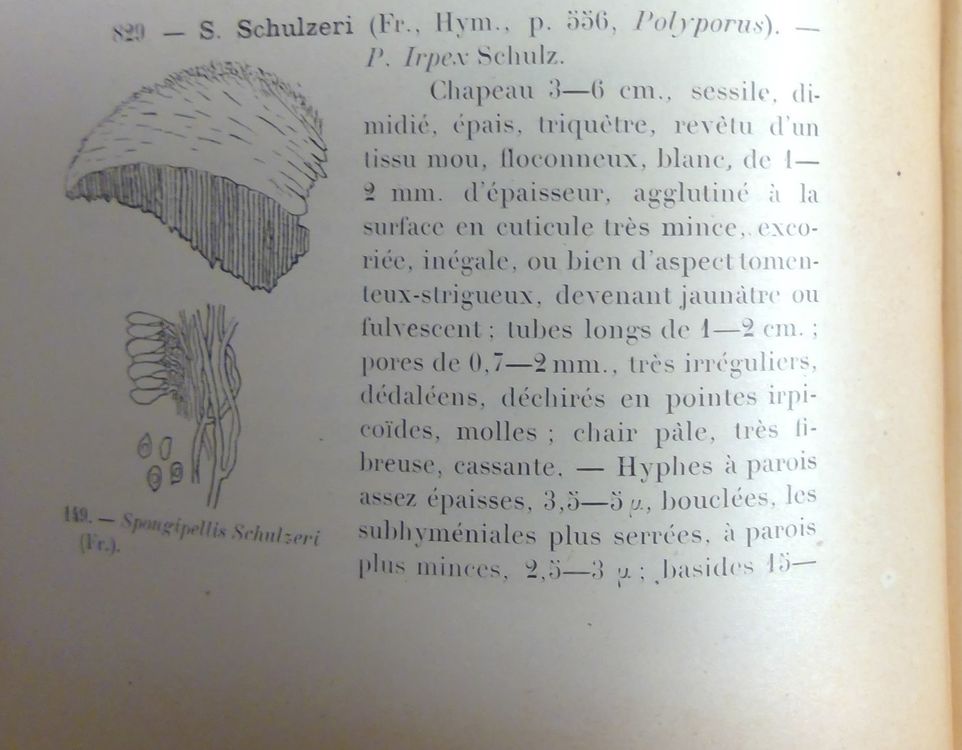 Champignons: Hyménomycètes de France, Bourdot/Galzin 1927 | Kaufen auf ...