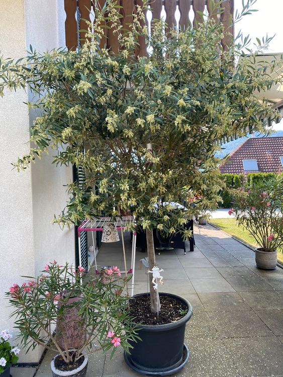 Olivenbaum | Kaufen auf Ricardo