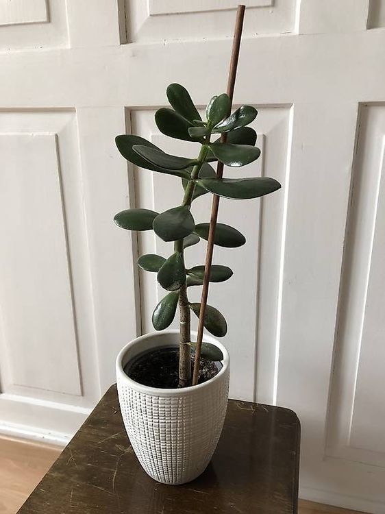 Geldbaum - Crassula ovata (Gebraucht) in Rüti ZH für CHF 20 – nur ...
