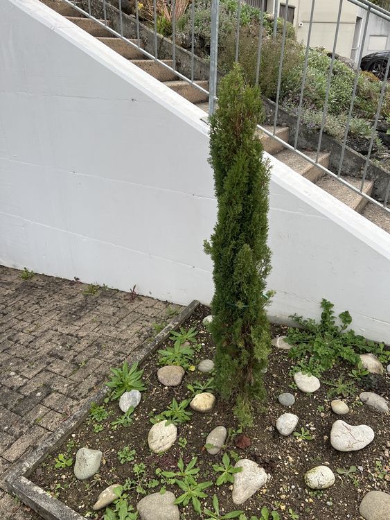 Toskana Zypresse zu verkaufen! (Gebraucht) in Gelterkinden für CHF 11 – nur Abholung auf Ricardo ...