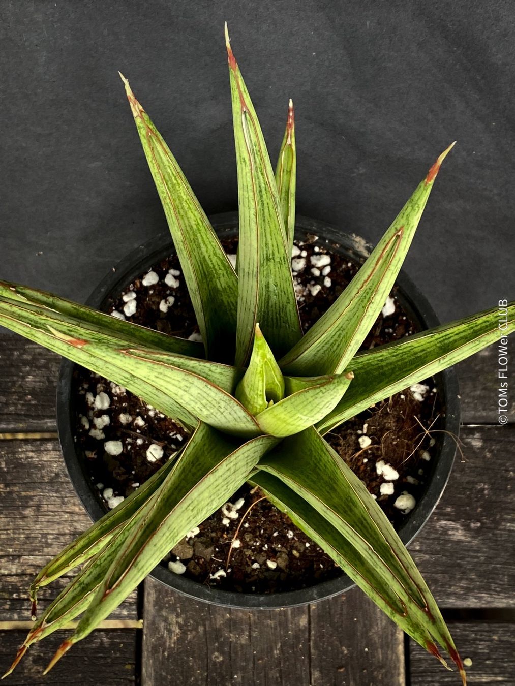 Sansevieria Jewel Crown - wie ein grüner Stern (Neu und ...