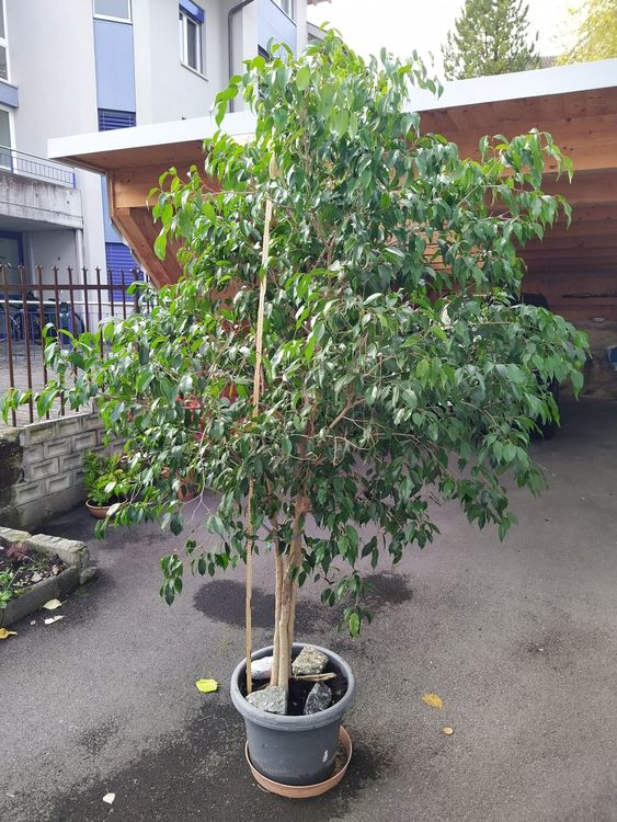 Ficus Baum in Topf 2,5 Meter (Gebraucht) in für CHF 85 – nur Abholung ...