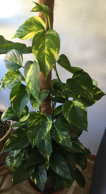 Pothos Goldene Efeutute Epipremnum aureum vier Stecklinge | Acheter sur ...