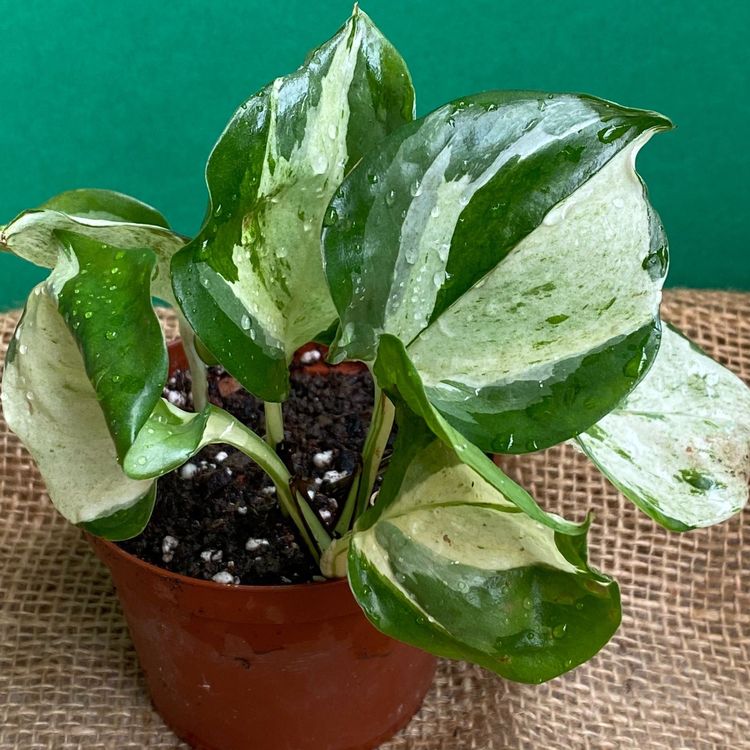 Scindapsus aureus "Manjula" | Kaufen auf Ricardo