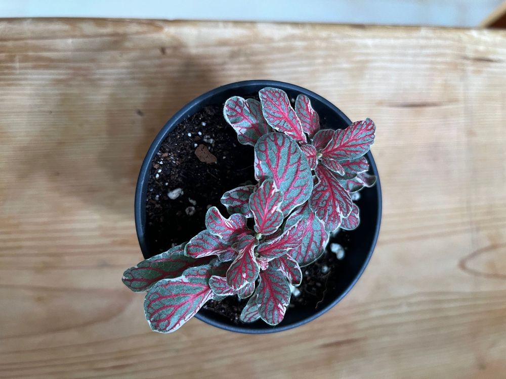 Rare Fittonia Grey Sensation | Kaufen auf Ricardo