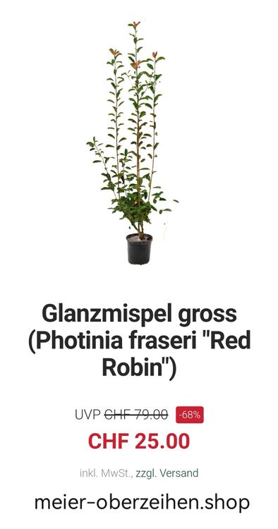 Photinia Red Robin gr /Heckenpflanzen /Hecke /Glanzmispel | Acheter sur ...