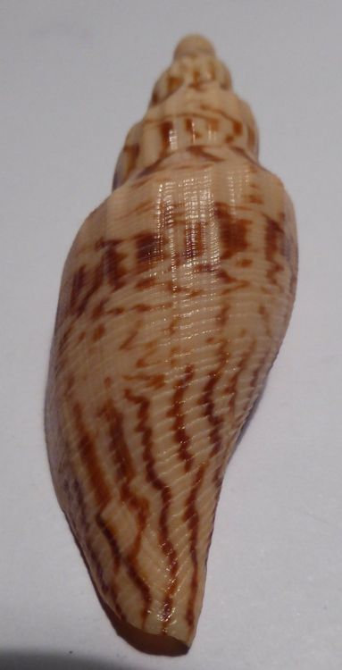 FULGORARIA HAMILLAI, MUSCHELSEHR SCHÖNE ZEICHNUNGN,VOLUTIDAE (Gebraucht ...