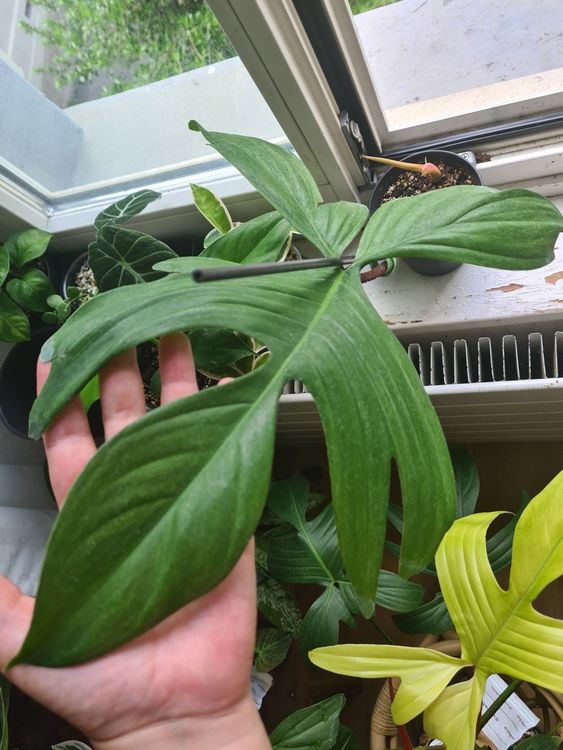 Philodendron Florida Ghost | Kaufen auf Ricardo