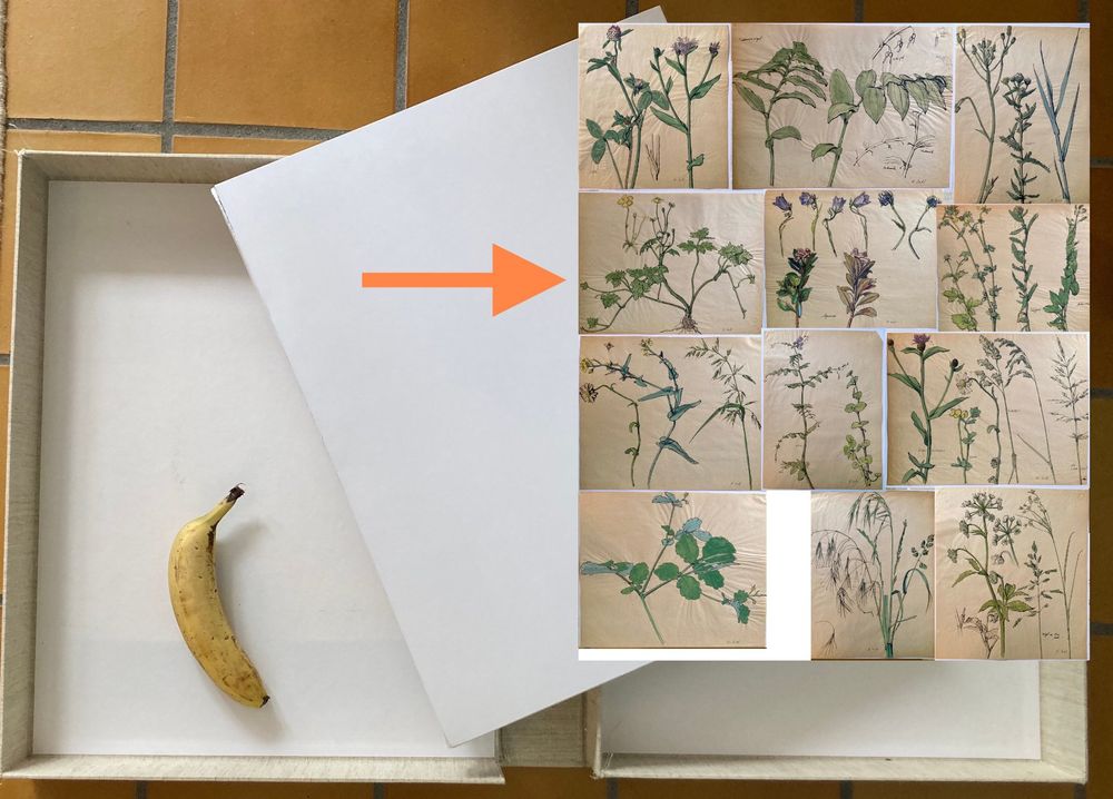 🌟 13 Aquarelle Botanik Pflanzen Flora Studien Jakl Zürich🌟 (Gebraucht) in Gebenstorf für CHF 245 ...