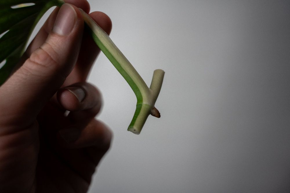 Monstera adansonii albo variegata 'monkey leaf' half moon (Gebraucht ...