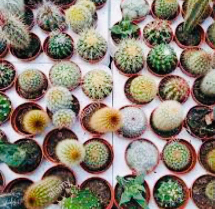 MIX 25 SAMEN KAKTUS 🌵 CACTUS 🌵 GRAINES SEMI SEEDS СЕМЕНА (Neu und ...