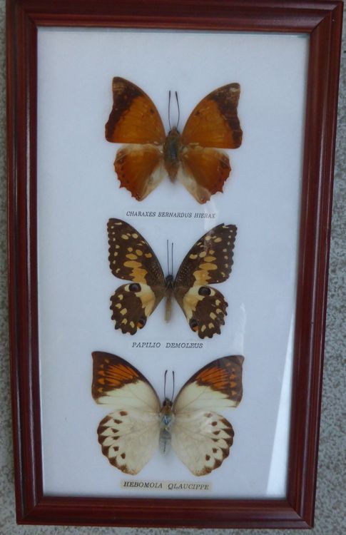 3 SCHMETTERLINGE HINTER GLAS; IM RAHMEN;SEHR SCHÖN,THAILAND (Gebraucht) in Zürich für CHF 53 ...