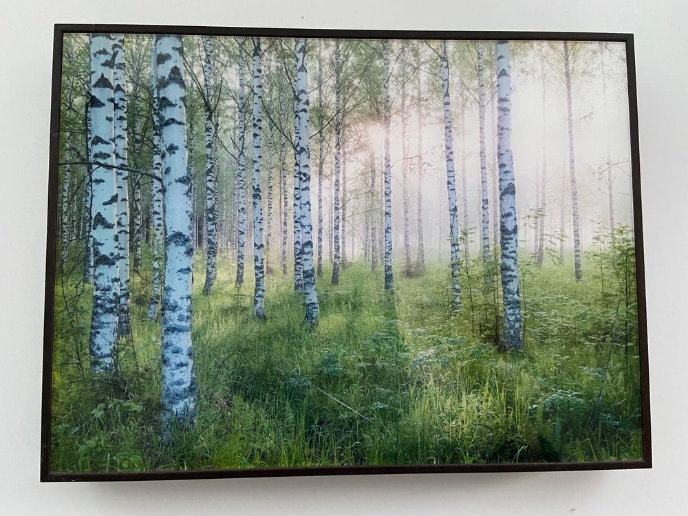 LUMAS Bild: BIRKENWALD 3 | Kaufen auf Ricardo