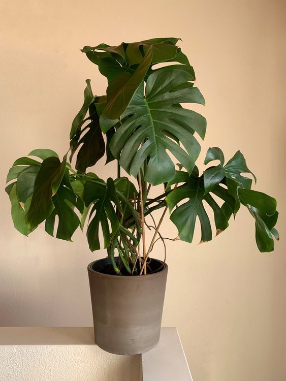 Grosse Monstera Deliciosa | Kaufen auf Ricardo