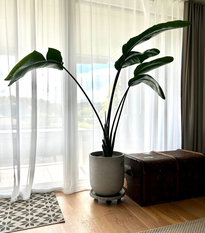 Strelitzie | Kaufen auf Ricardo