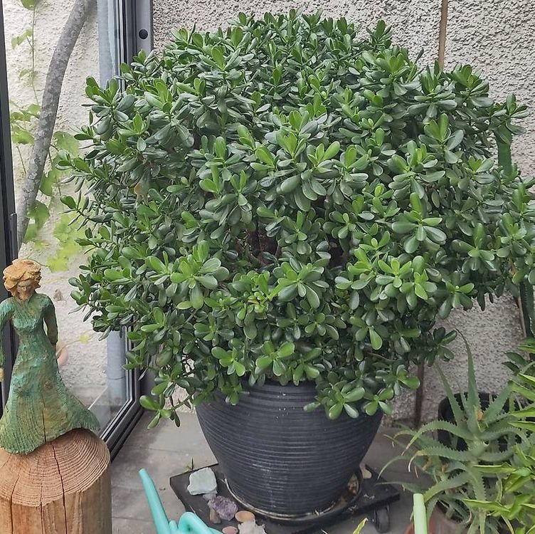 Riesiger Geldbaum (Gebraucht) in Sursee für CHF 600 – nur Abholung auf ...