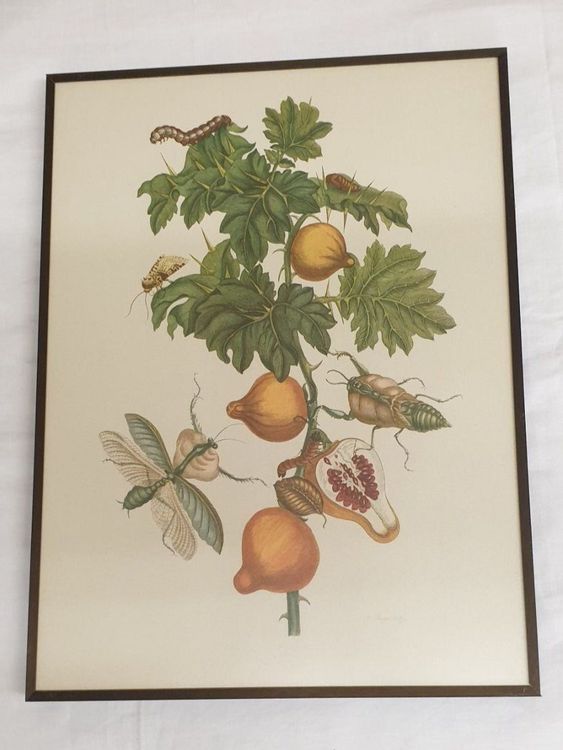 Gravur P. Sluyter Sculp nach Maria Sibylla Merian (Gebraucht) in Emmen ...