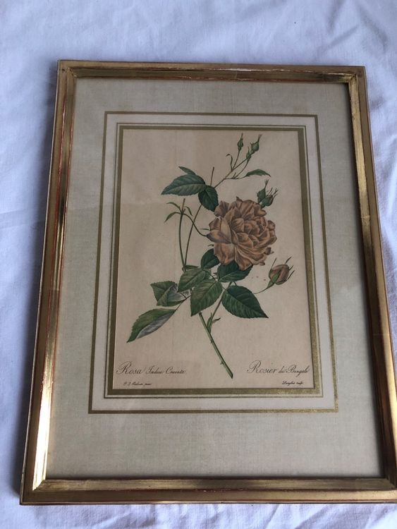 P.J. Redouté Rosa Indica Cruenta | Kaufen auf Ricardo