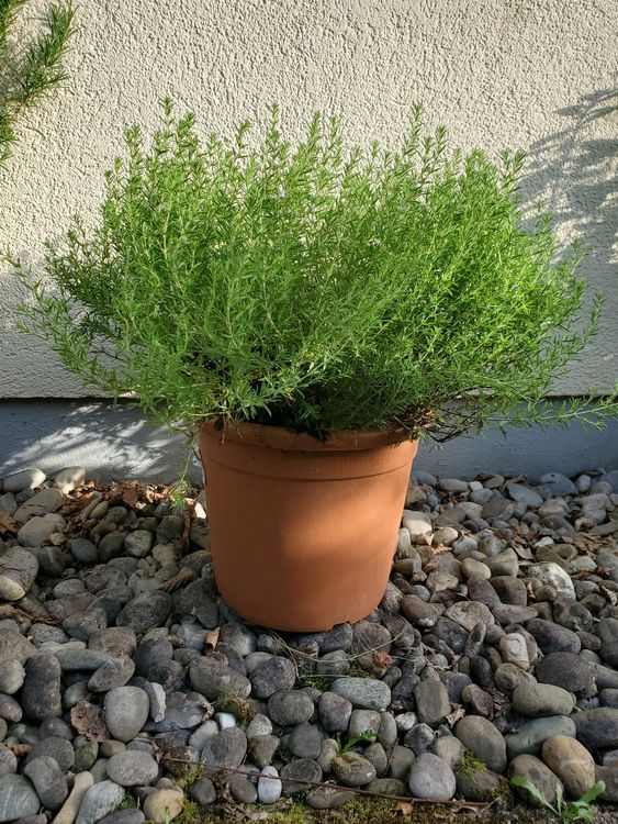 Tymianstrauch in Topf ( Kunststoff ) (Gebraucht) in Otelfingen für CHF ...