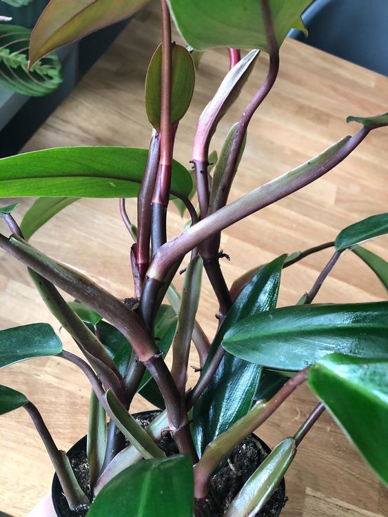 Philodendron erubescens Ruby (Gebraucht) in Unterlunkhofen für CHF 30 ...