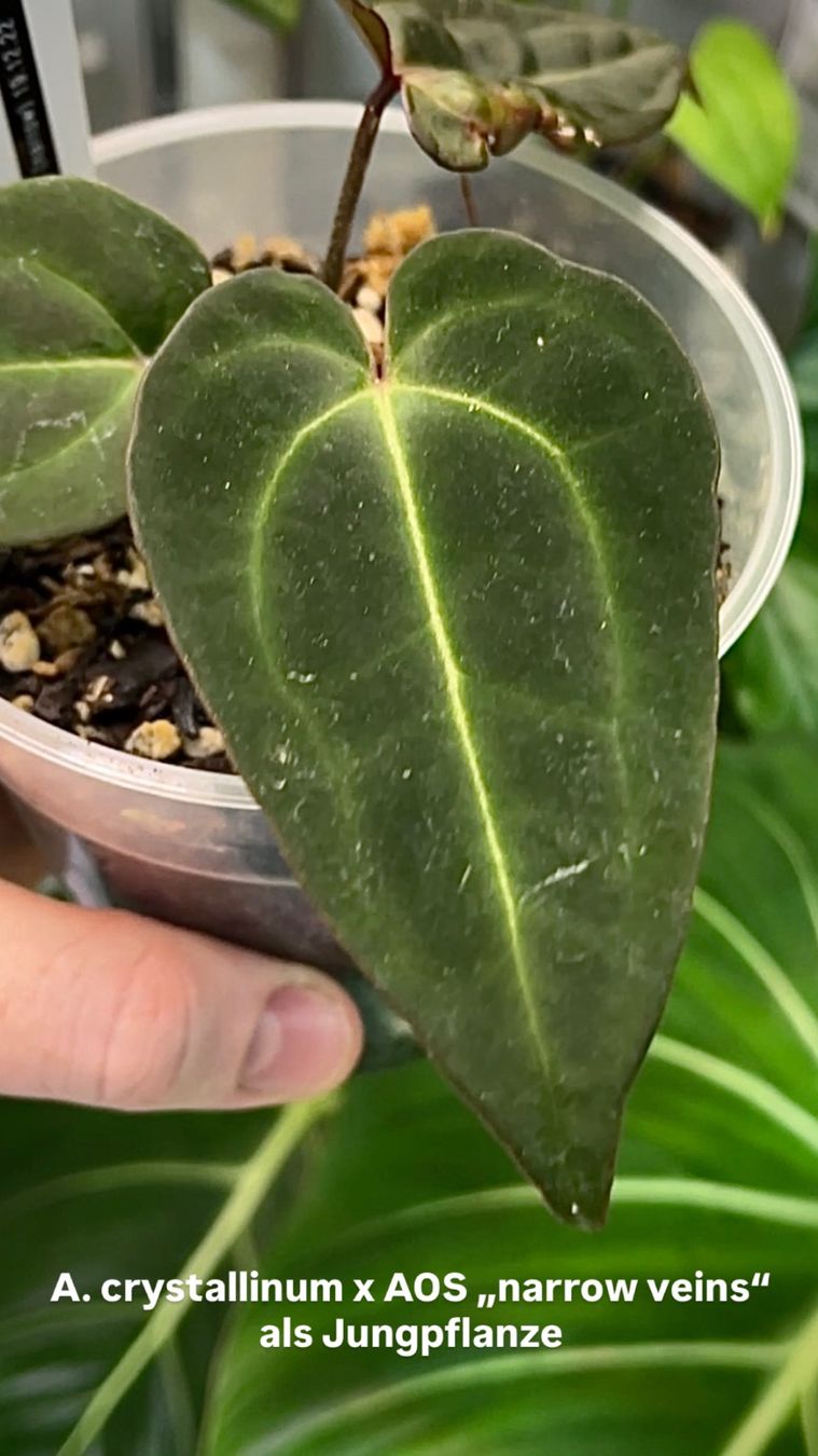 Anthurium pap./dres. „AUS form“ x crys./AOS „narrow veins“ (Neu und ...