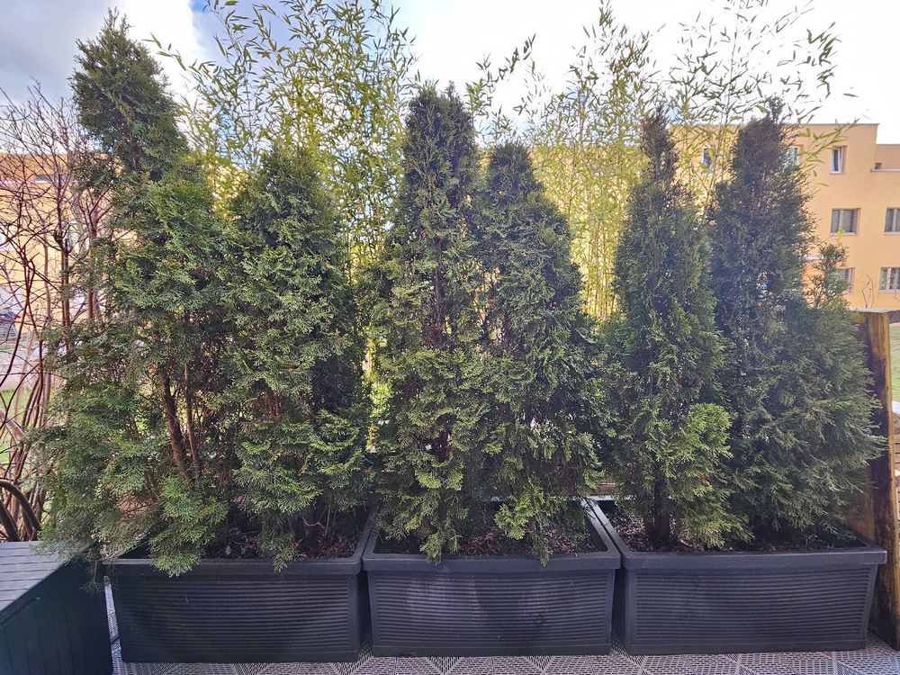 Thuja Smaragt/ sichtschutz | Kaufen auf Ricardo