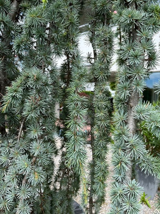Hängende Blauzeder/Himalaya Zeder Gartenpflanze (Gebraucht) in Wetzikon ...