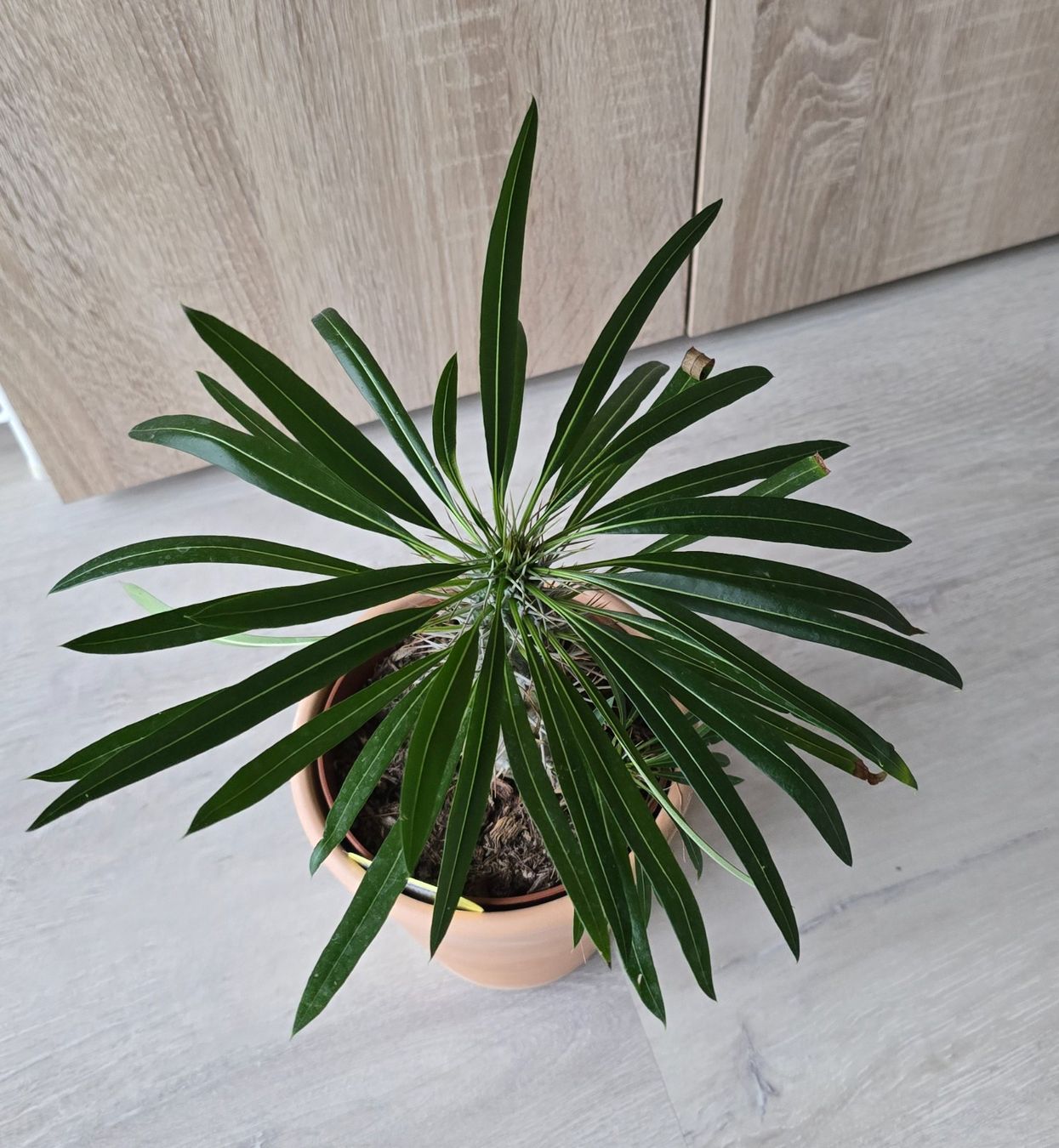 Madagaskar Palmen, Pachypodium, pflegeleicht im Topf🌴 (Gebraucht) in ...