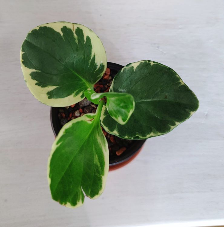 Peperomia obtusifolia variegata | Kaufen auf Ricardo