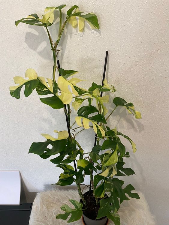 Rhaphidophora tetrasperma Variegata / Monstera minima (Gebraucht) in Wald zh für CHF 80 – mit ...