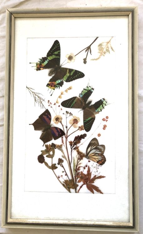 Echte, exotische Schmetterlinge - Präparate | Kaufen auf Ricardo