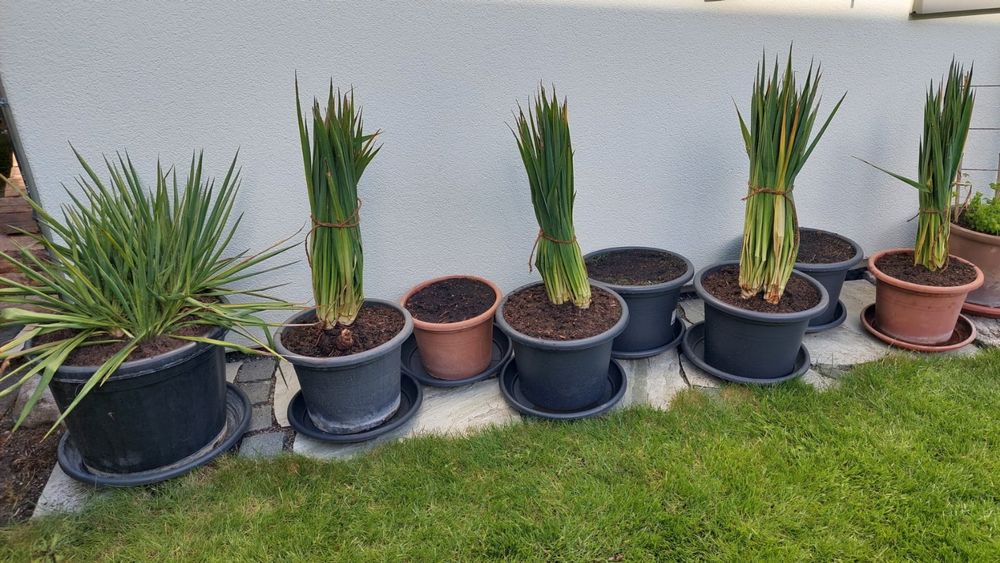 Yucca Palmen im Topf winterhart, verschiedene Grössen (Neu (gemäss ...